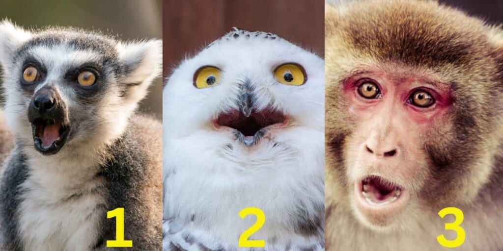 Test de personalidad: ¡sorpréndete con 3 animales en la imagen para ...